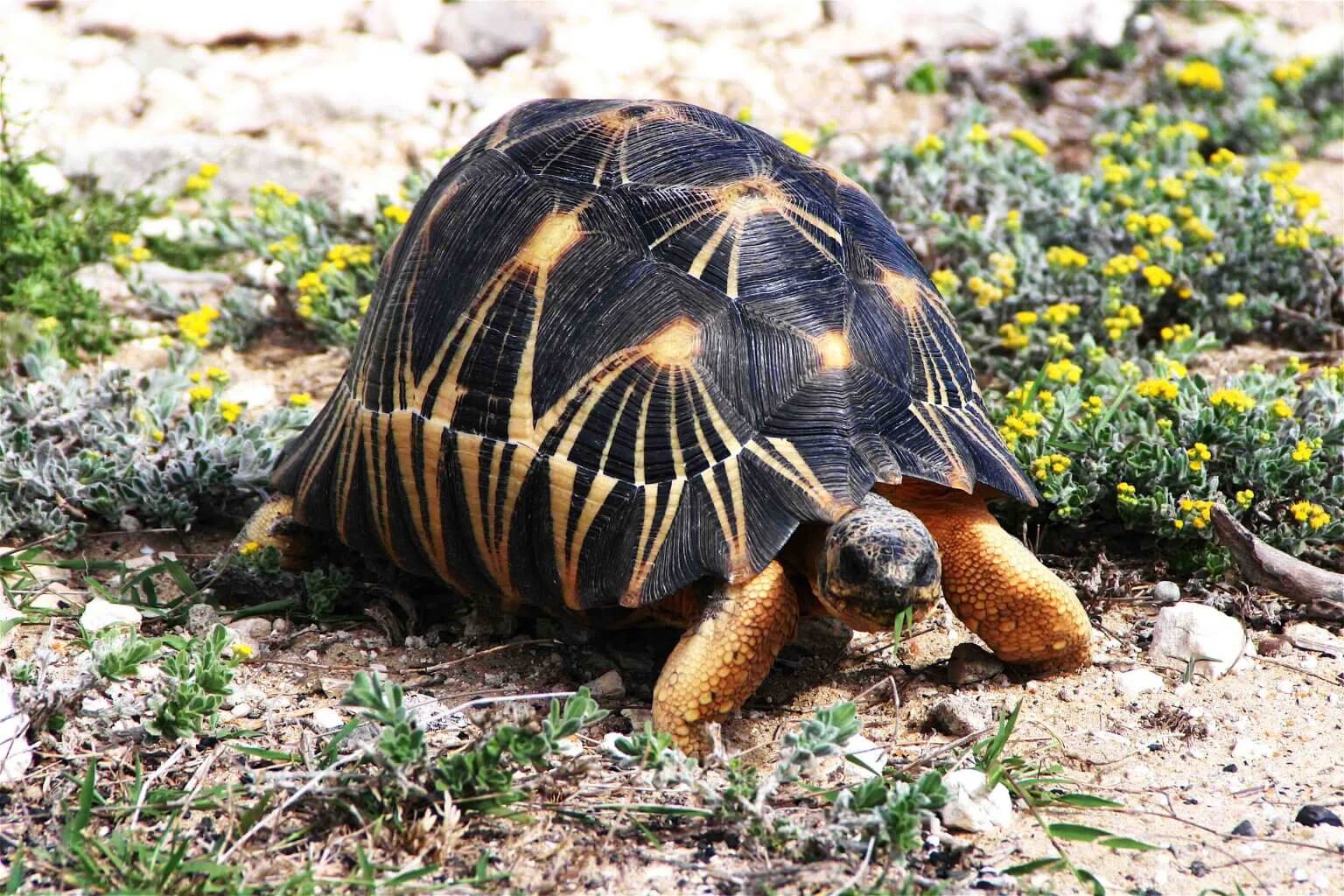 Chelonian Research Foundation